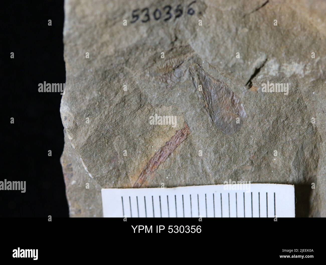 Jellyfish fossil hi-res stock photography and images - Alamy