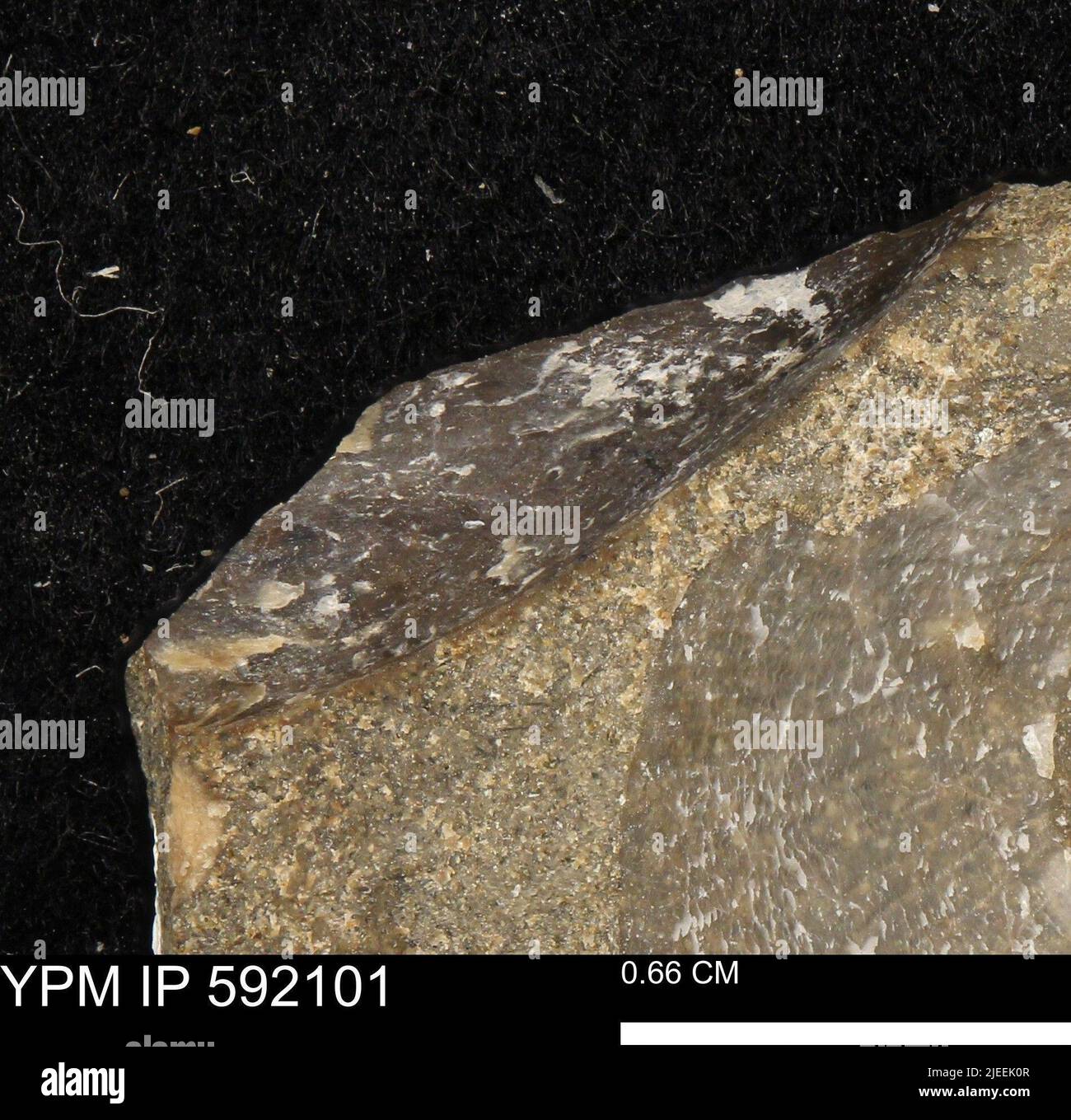 Undet bivalvia animalia hi-res stock photography and images - Alamy
