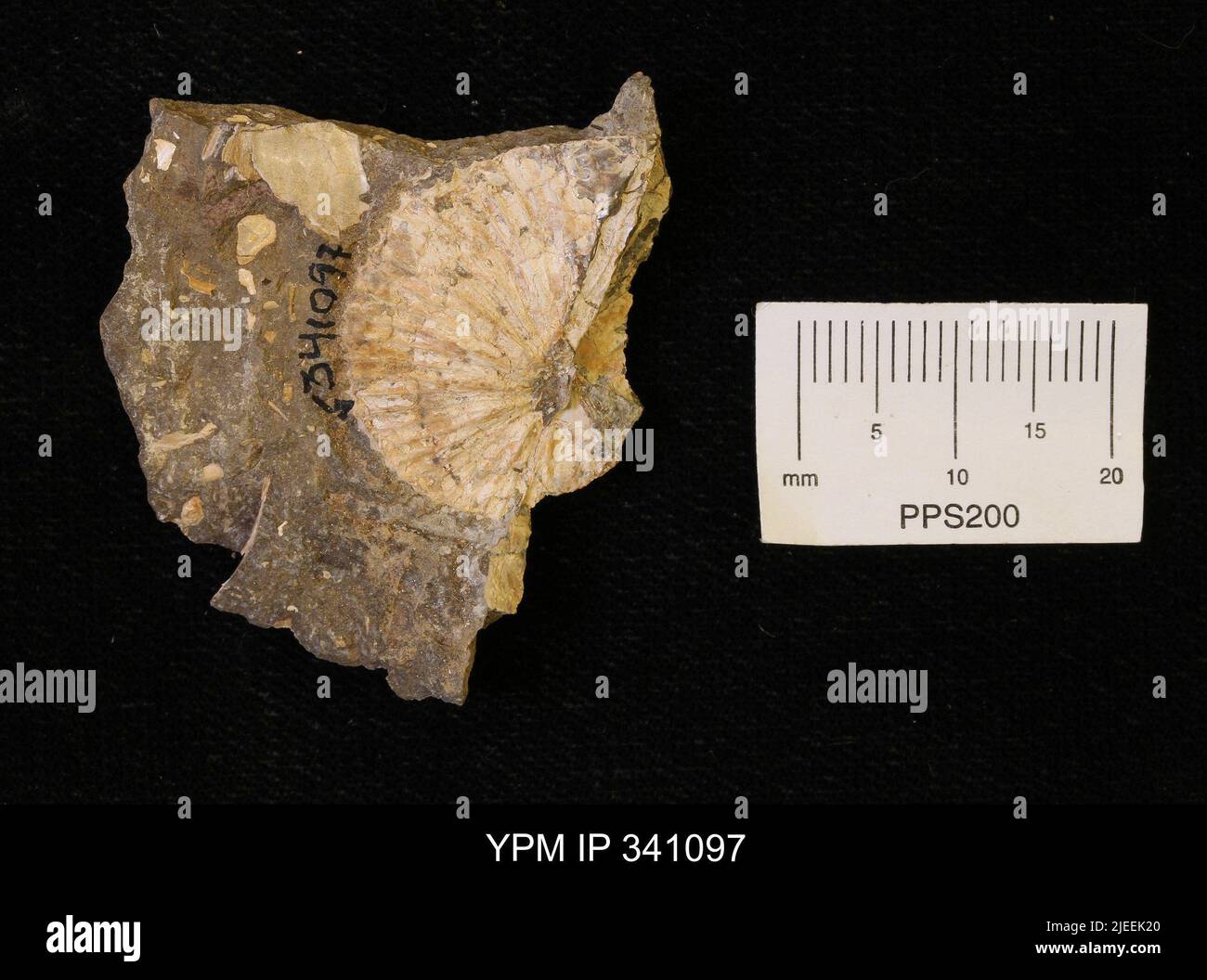 Scaphites hi-res stock photography and images - Alamy