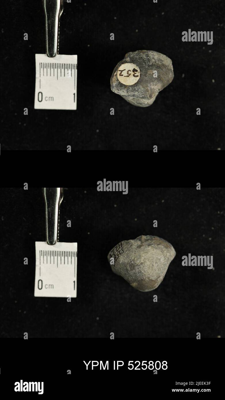 Pentamerus galeatus dalman animalia hi-res stock photography and images ...