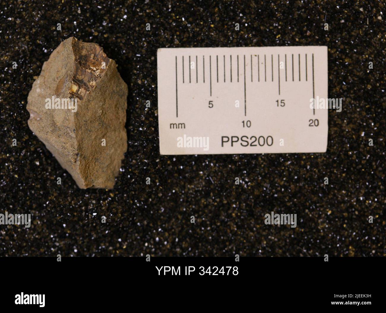 Turritellidae hi-res stock photography and images - Alamy