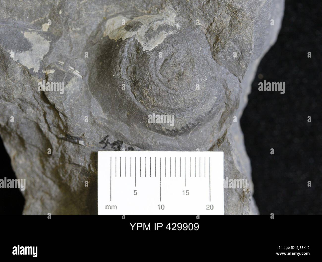 Trepospira rotalia animalia hi-res stock photography and images - Alamy