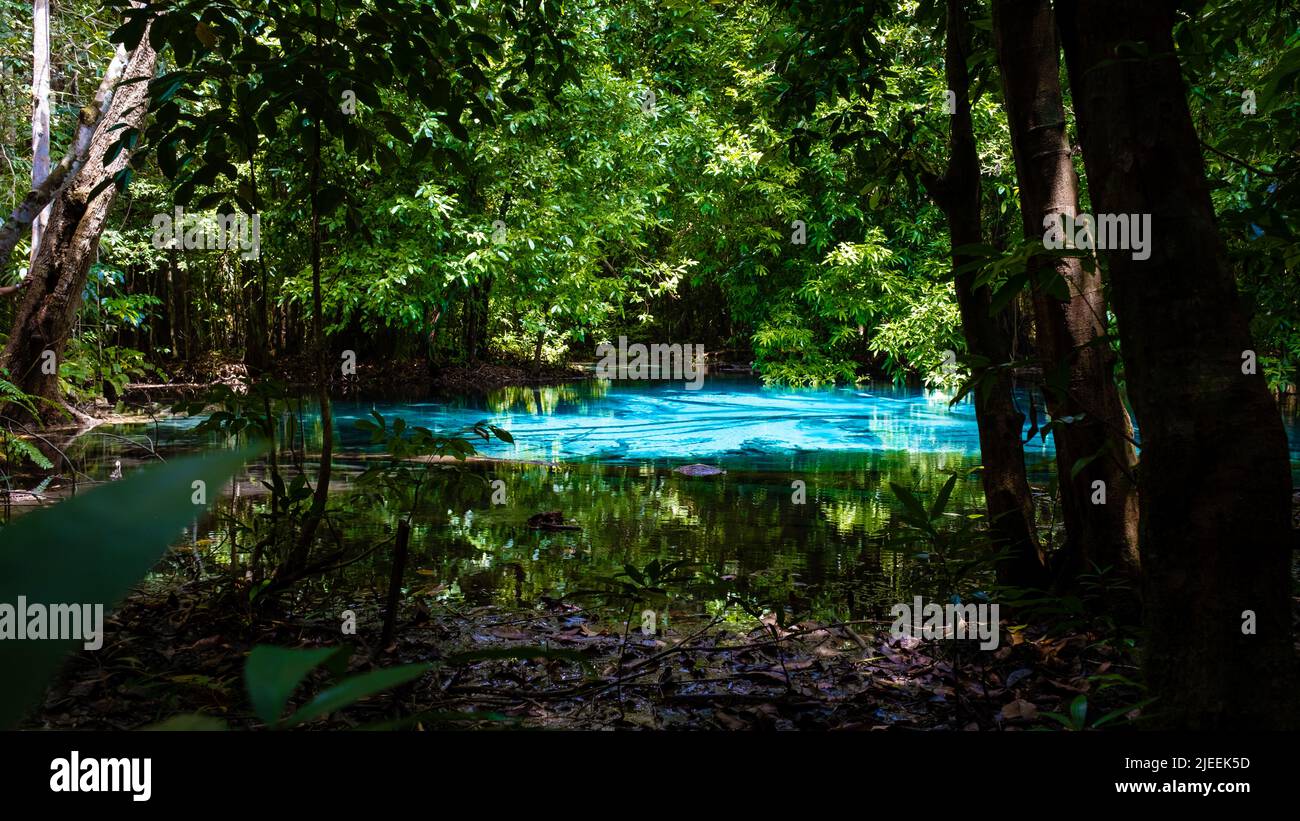Emerald pool and Blue pool, trees, and mangroves with crystal clear ...