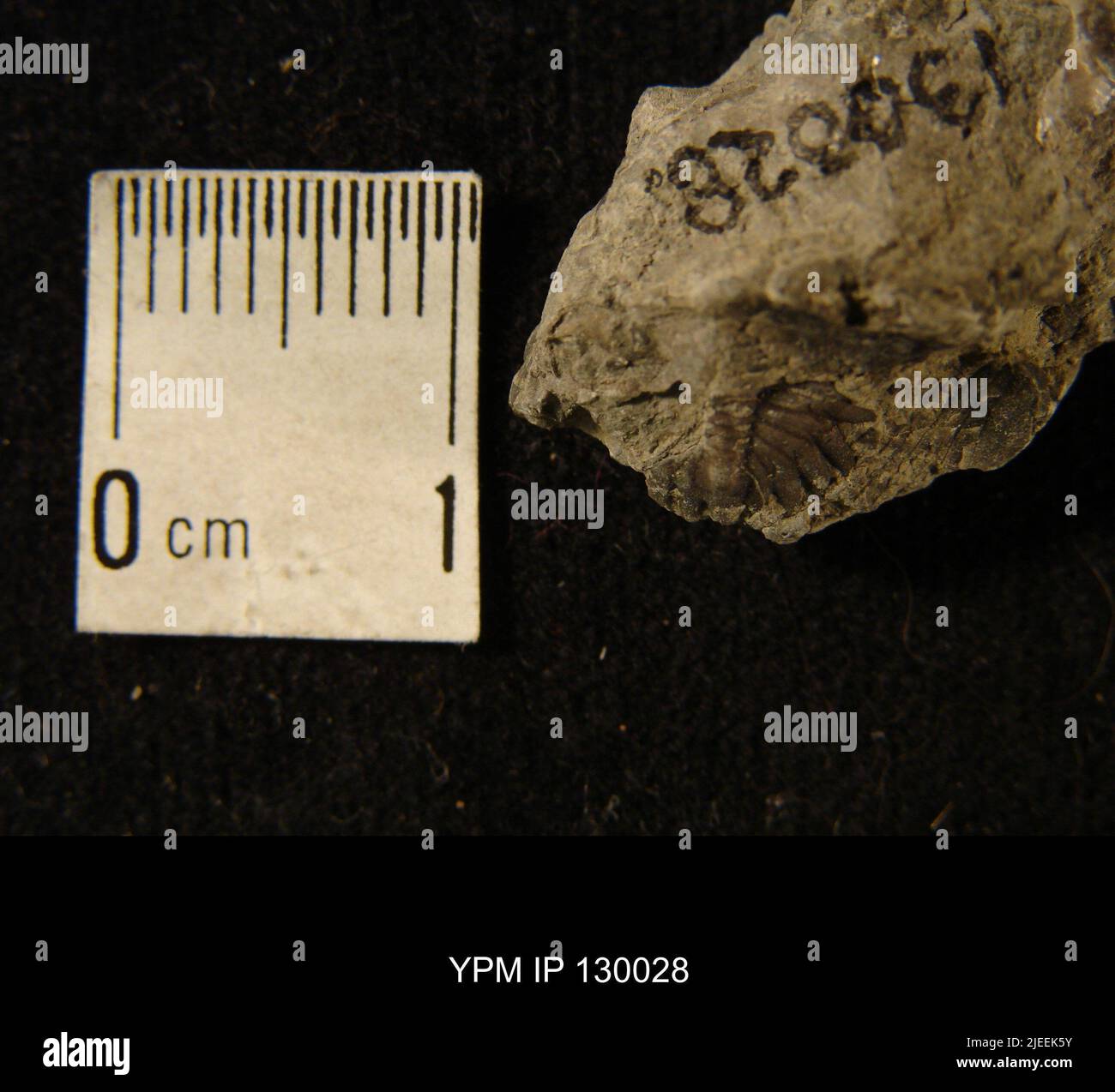 Greenops sp animalia hi-res stock photography and images - Alamy