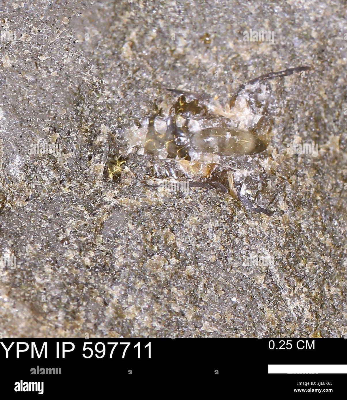 Sphenodiscus sp hi-res stock photography and images - Alamy