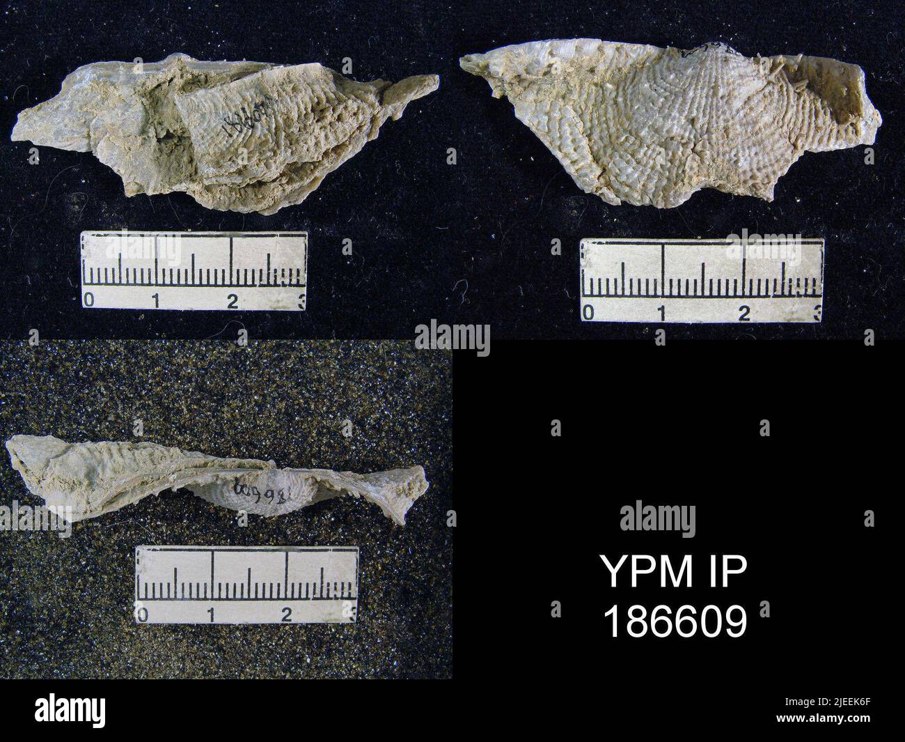 Dictyoclostus americanus Dunbar & Condra Stock Photo - Alamy