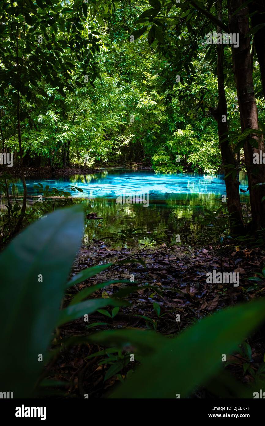Emerald pool and Blue pool, trees, and mangroves with crystal clear ...