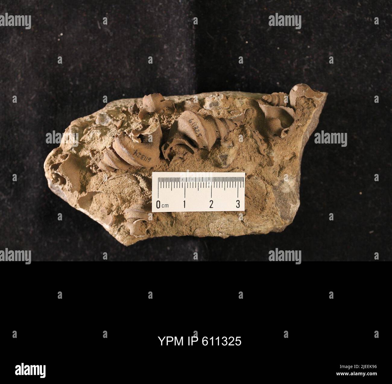 1897 animalia hi-res stock photography and images - Alamy