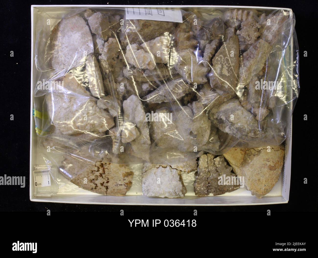 Sphenodiscus sp hi-res stock photography and images - Alamy