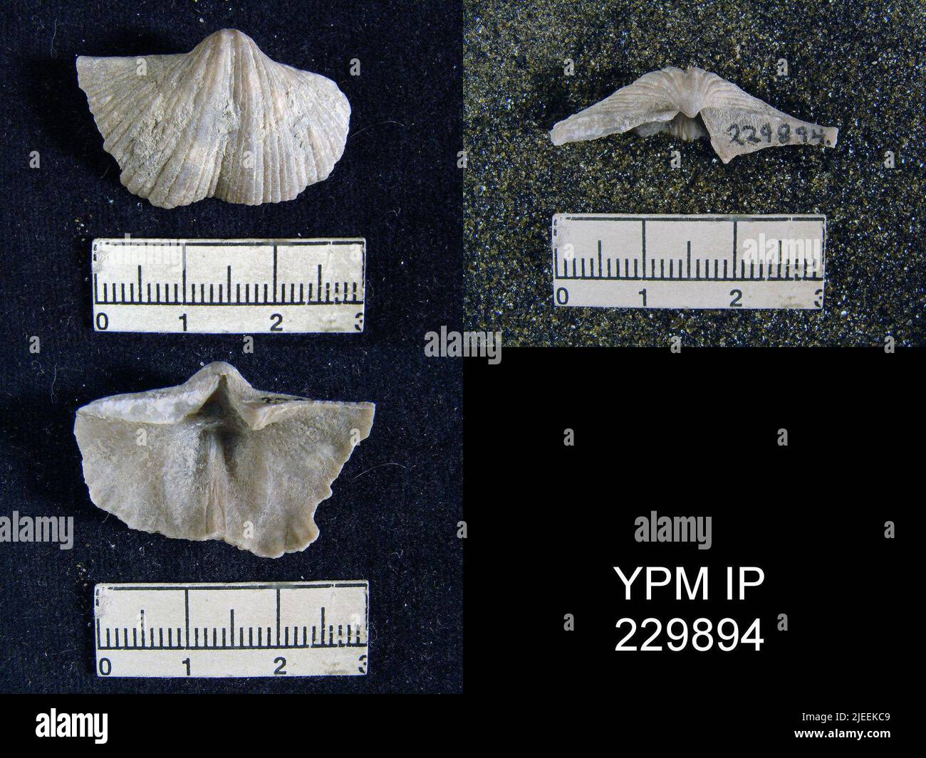 Neospirifer dunbari hi-res stock photography and images - Alamy