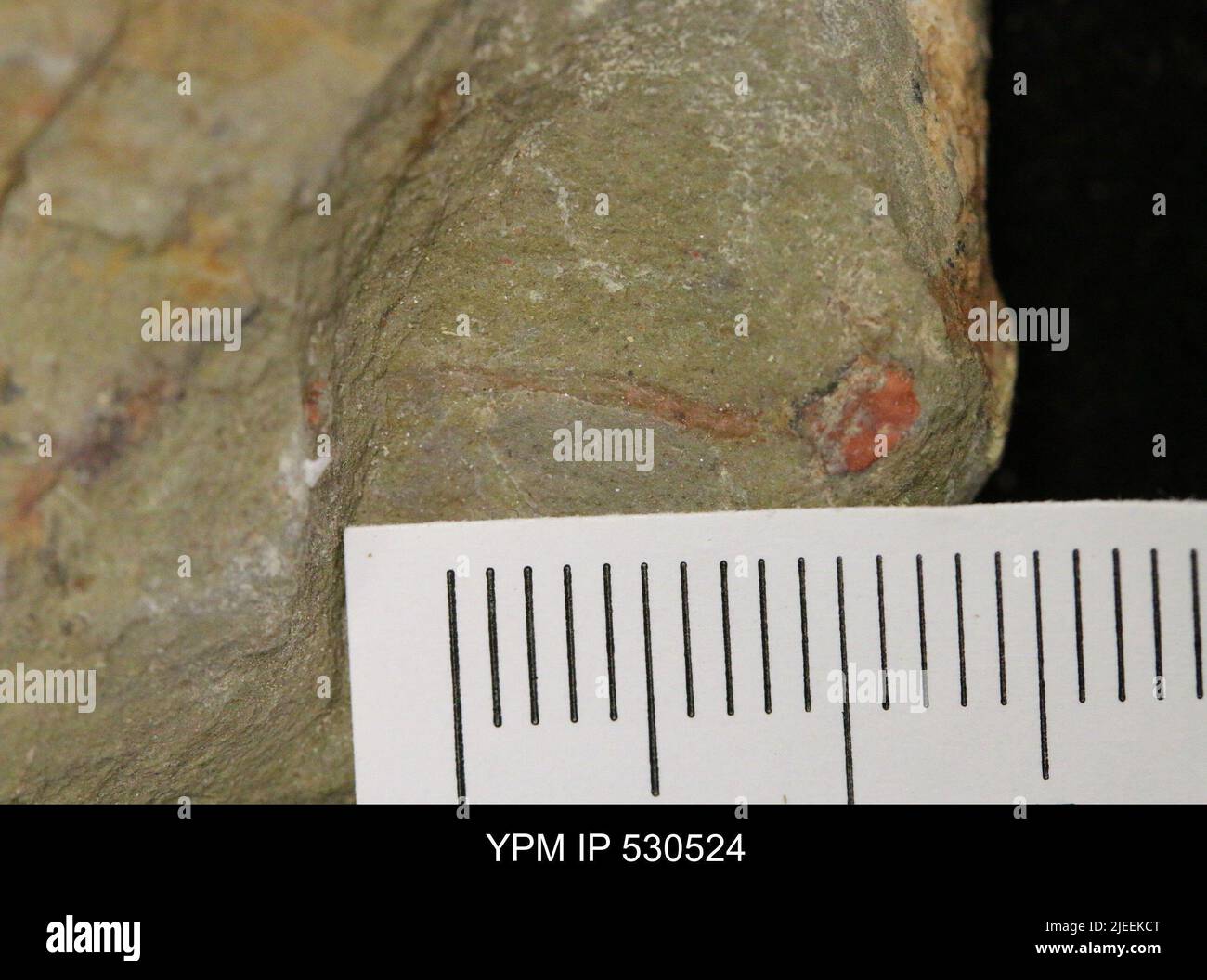 Xiphosurida hi-res stock photography and images - Alamy