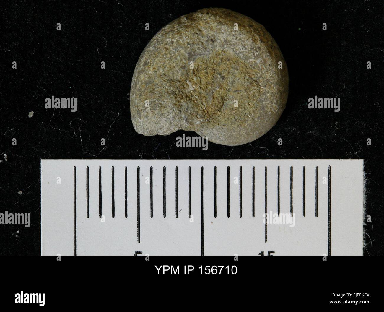 Murchisoniina hi-res stock photography and images - Alamy