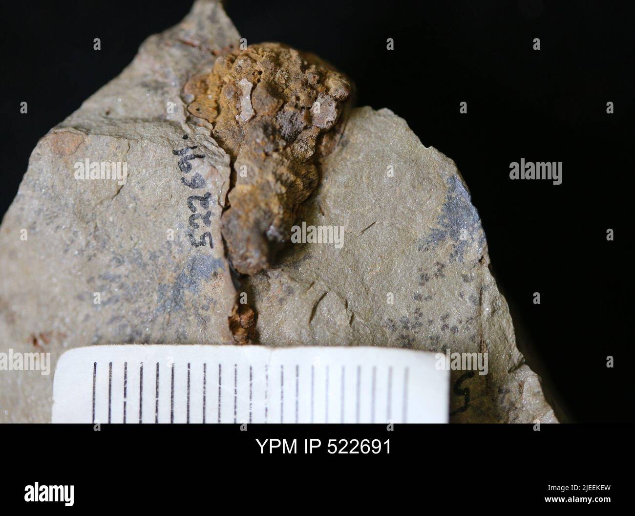 Eocrinoidea hi-res stock photography and images - Alamy