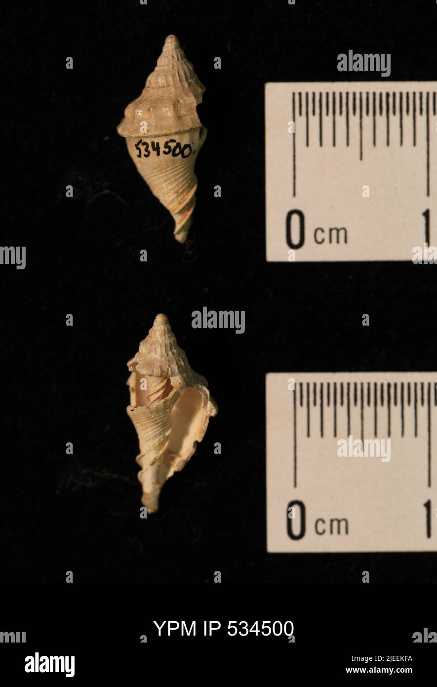 Sayanus hi-res stock photography and images - Alamy