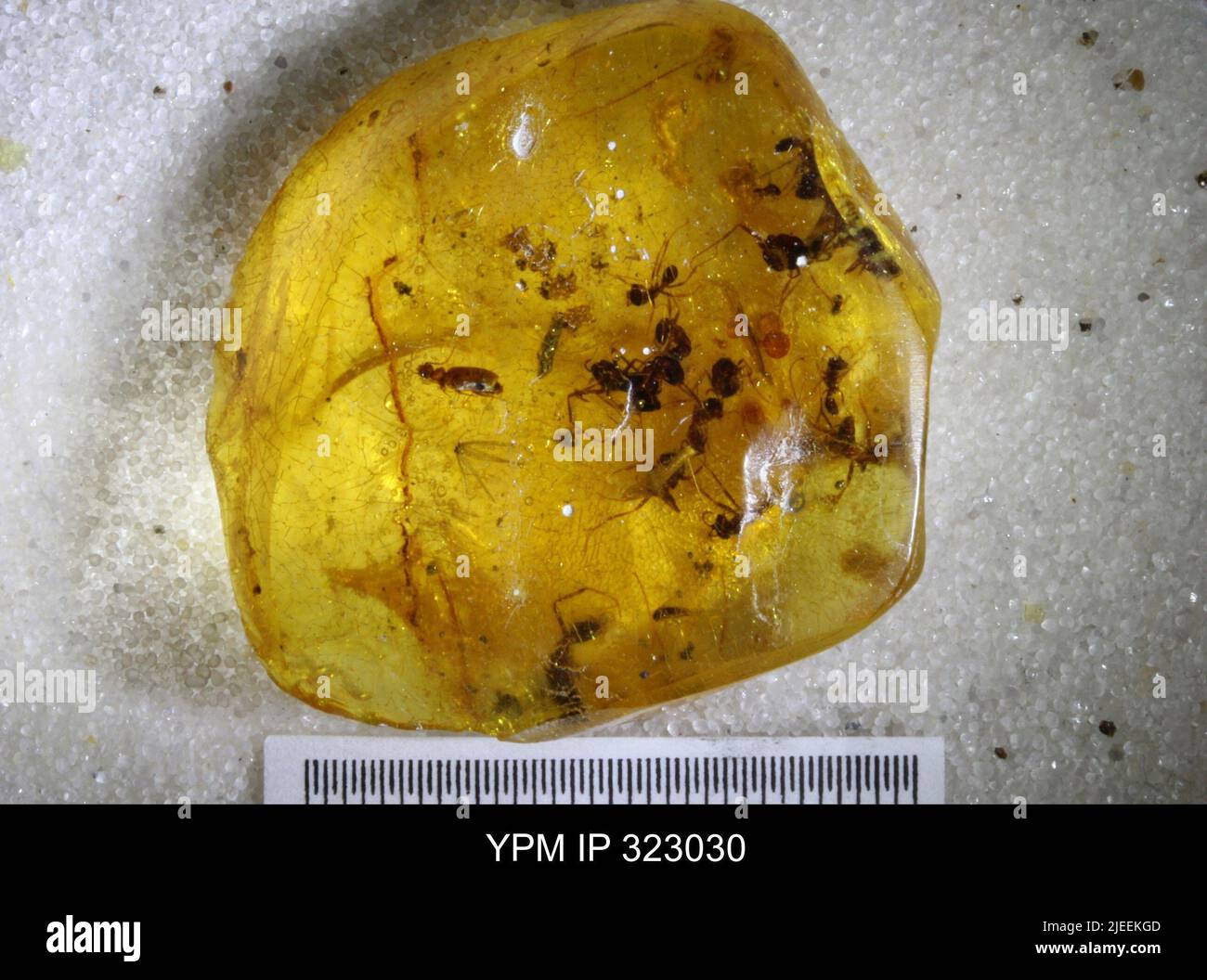 Formicidae fossil hi-res stock photography and images - Alamy
