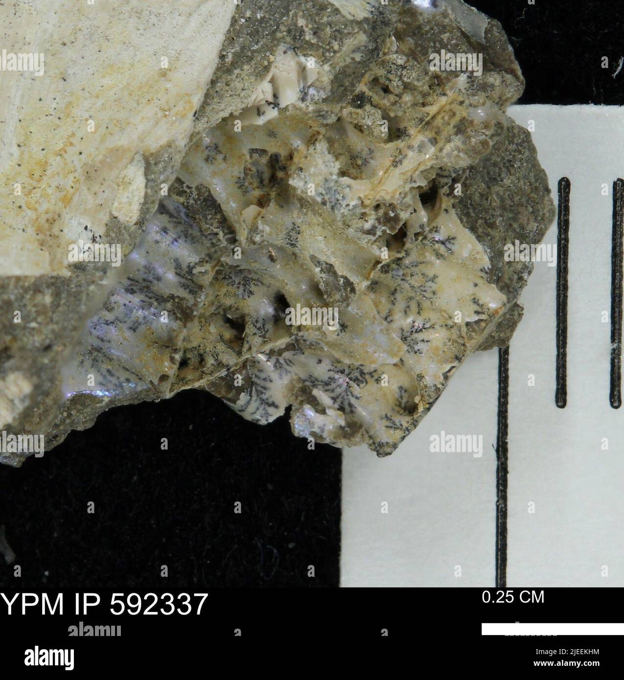 Sphenodiscus sp hi-res stock photography and images - Alamy