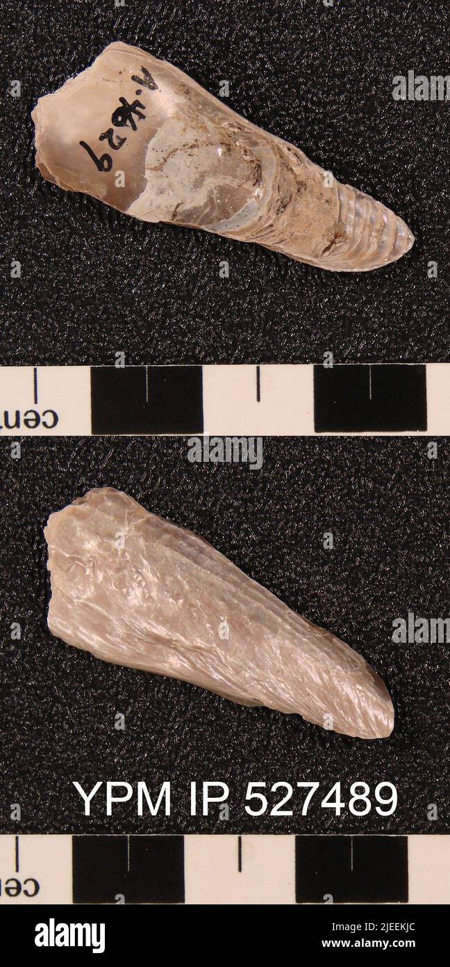 cf. Pinna sp. HYPOTYPE Stock Photo - Alamy