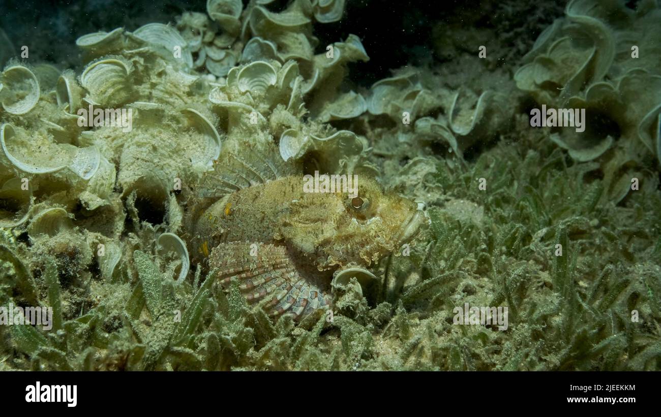 Red Sea, Egypt. 26th June, 2022. Close-up, Scorpionfish hiding among ...