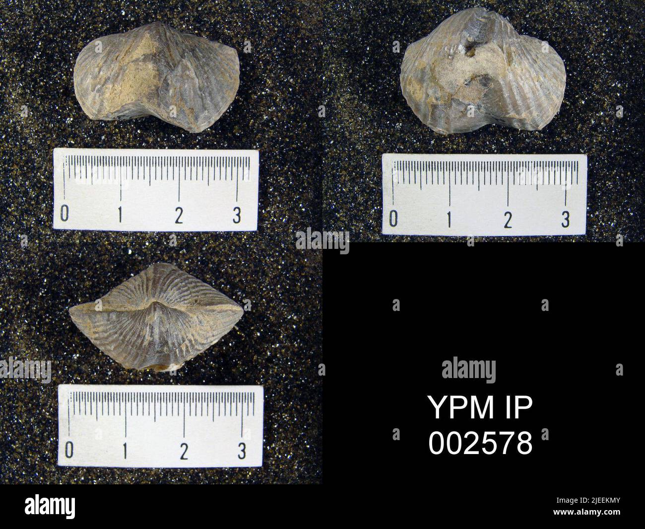 Spirifera hi-res stock photography and images - Alamy