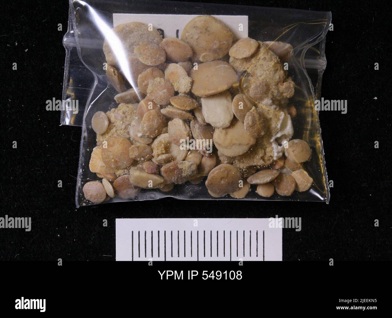 Nummulitidae hi-res stock photography and images - Alamy