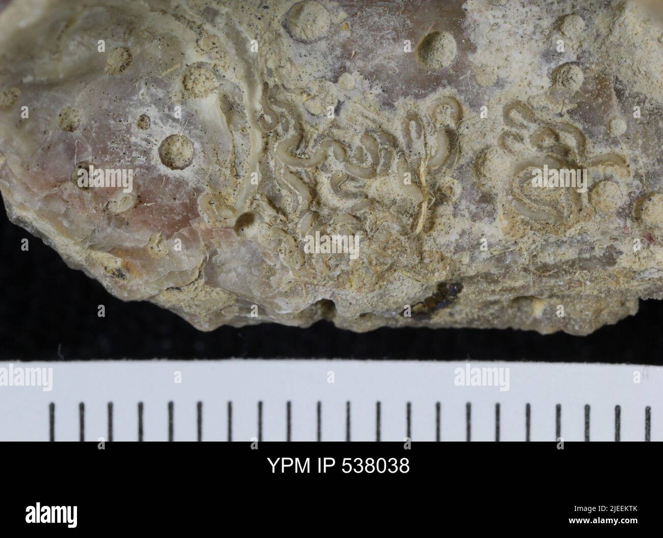 Undet serpulidae animalia hi-res stock photography and images - Alamy