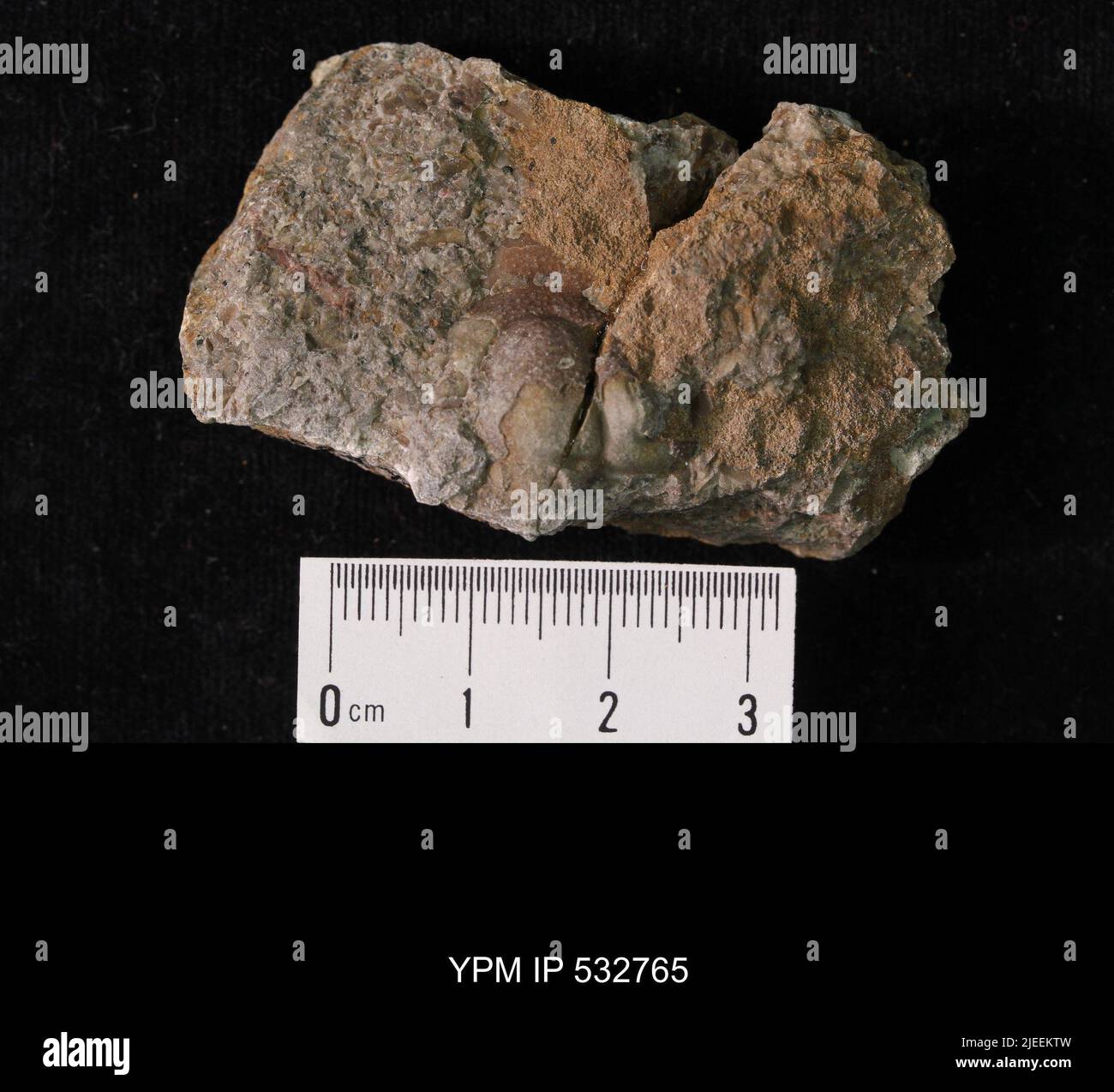 Tricrepicephalus coria animalia hi-res stock photography and images - Alamy