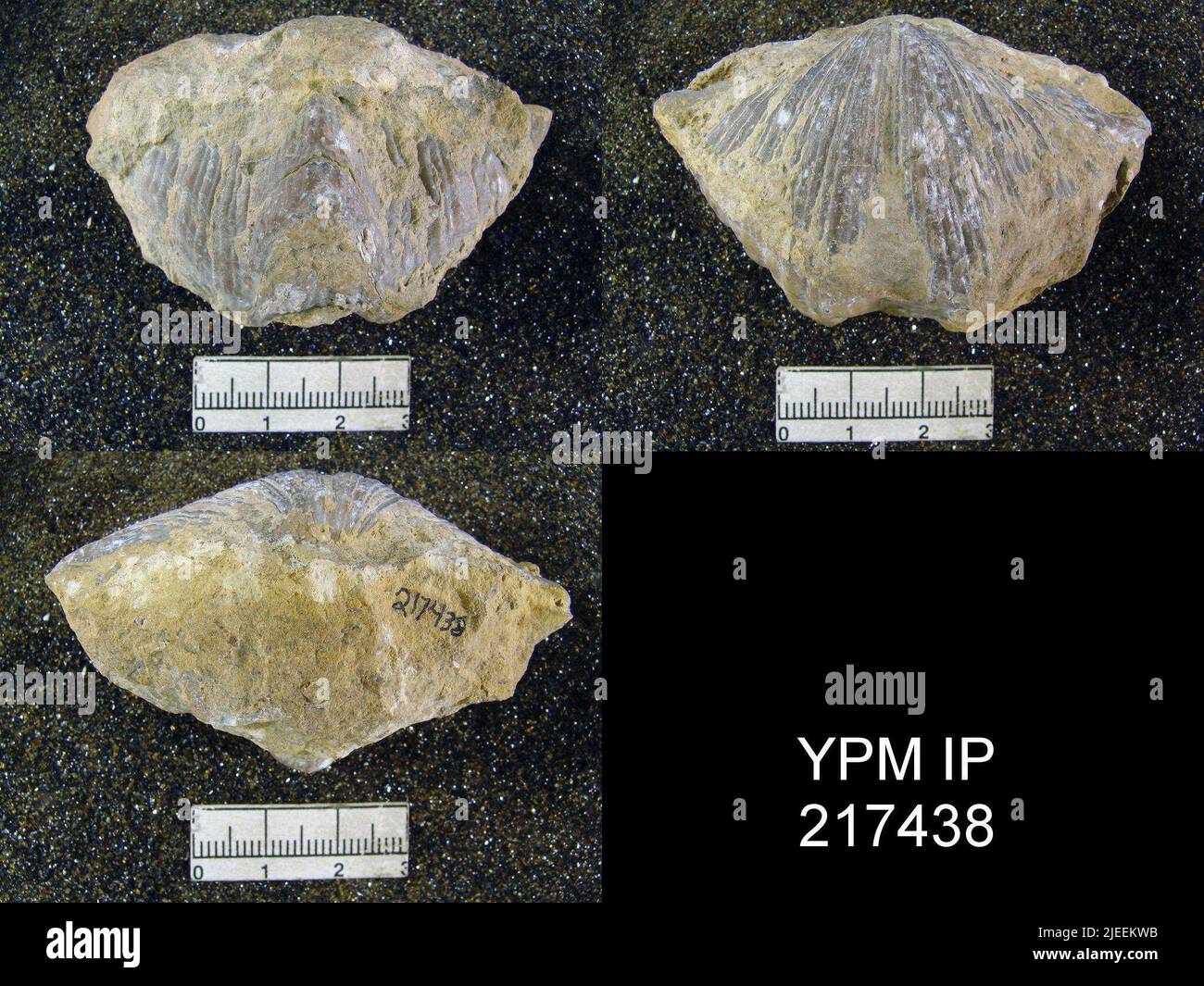 Neospirifer cameratus Morton Stock Photo - Alamy