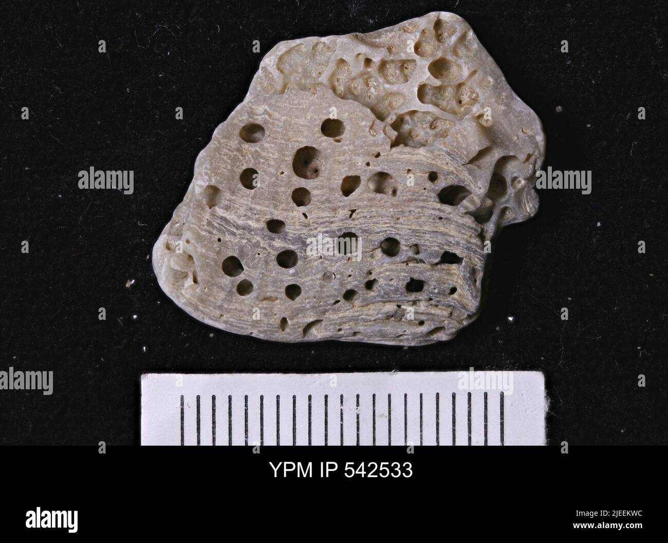 Undet clionidae animalia hi-res stock photography and images - Alamy