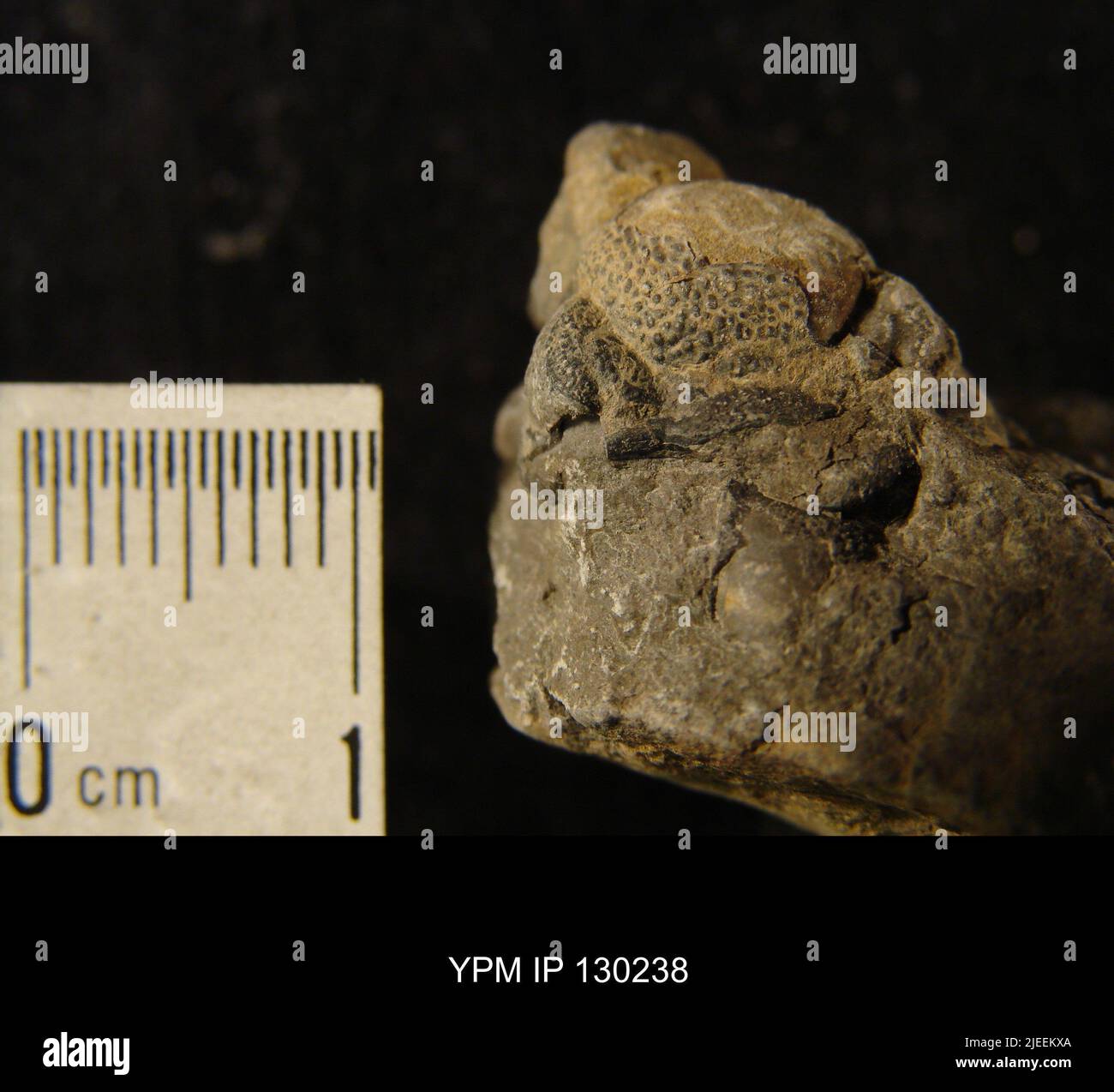 Eldredgeops rana (Green Stock Photo - Alamy