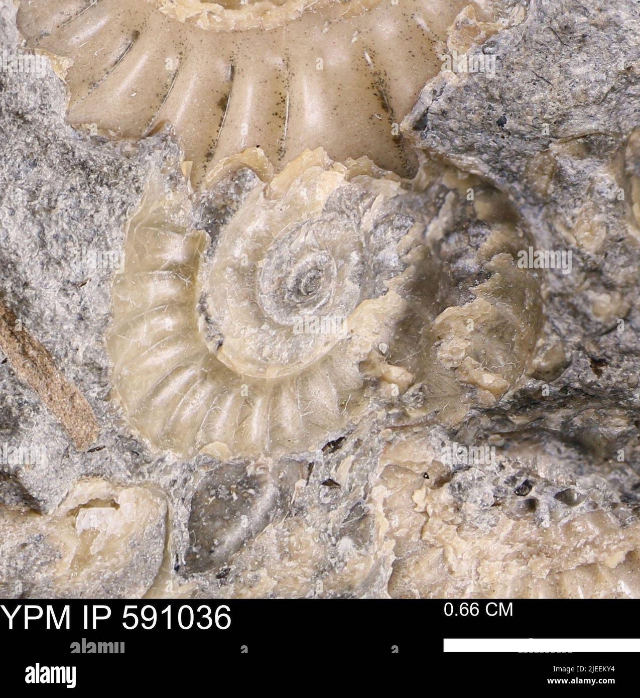 Promicroceras planicosta (Sowerby, 1814 Stock Photo - Alamy