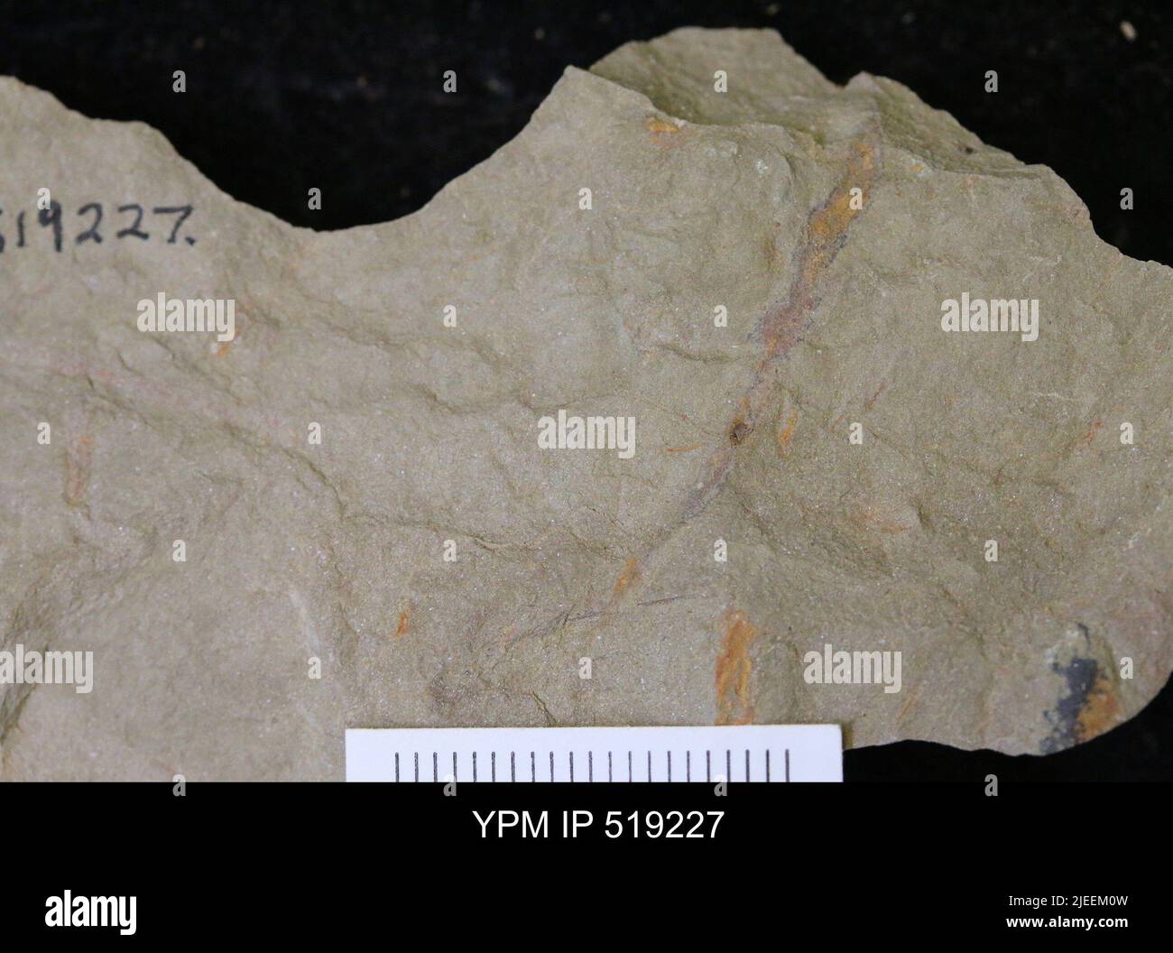 Trace fossil footprints hi-res stock photography and images - Alamy