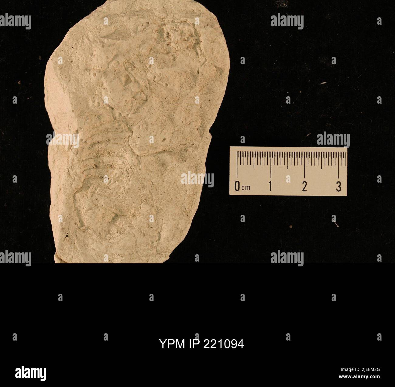 Archipolypoda hi-res stock photography and images - Alamy