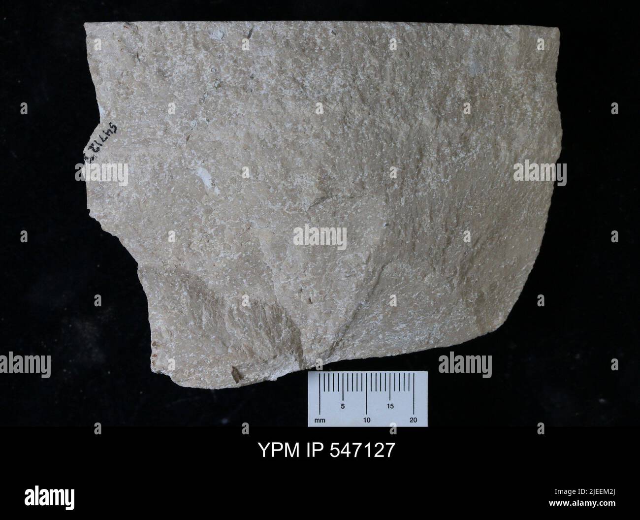 Miliolidae hi-res stock photography and images - Alamy