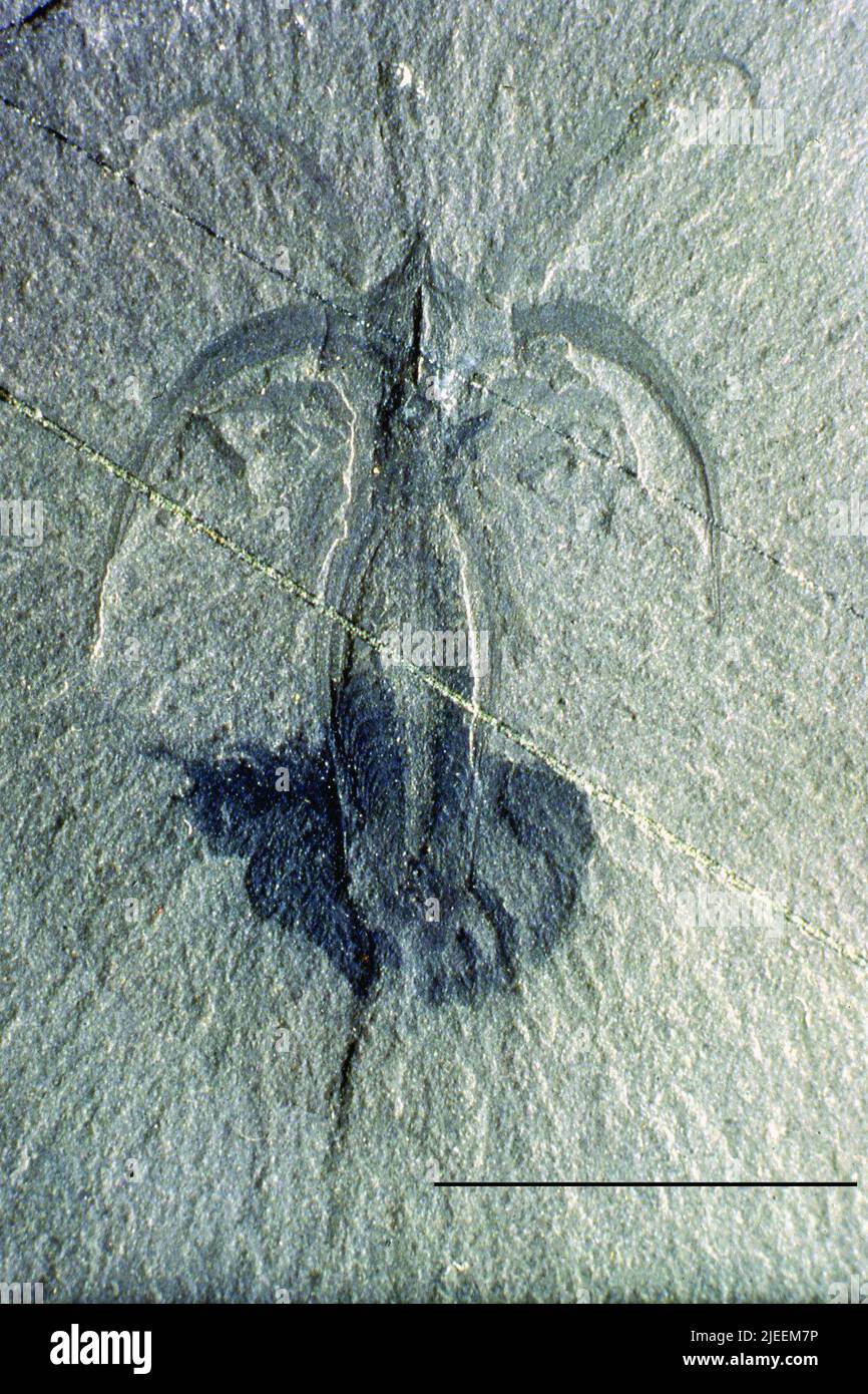 Marrella splendens Walcott Stock Photo - Alamy