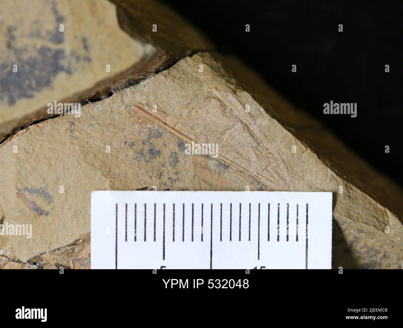 Conulariid fossils hi-res stock photography and images - Alamy