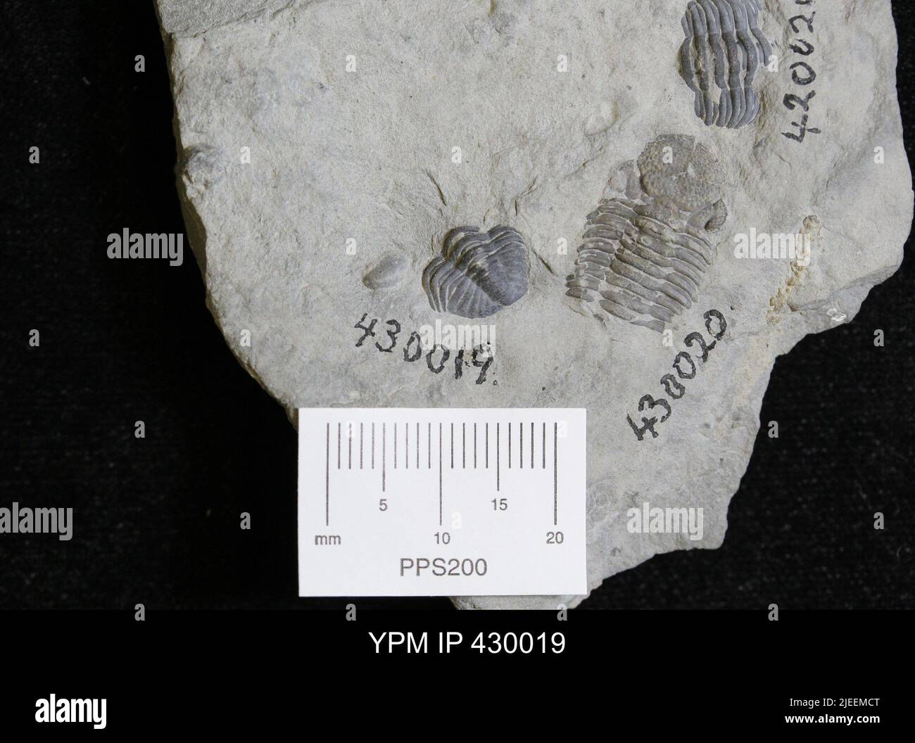 Eldredgeops rana (Green Stock Photo - Alamy