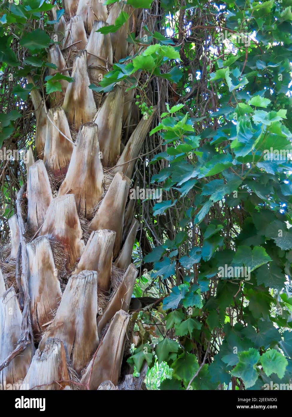 Close-Up - Trunk of Date Palm Tree Stock Photo - Alamy Close-Up - Trunk of Date Palm Tree Stock Photo - Alamy