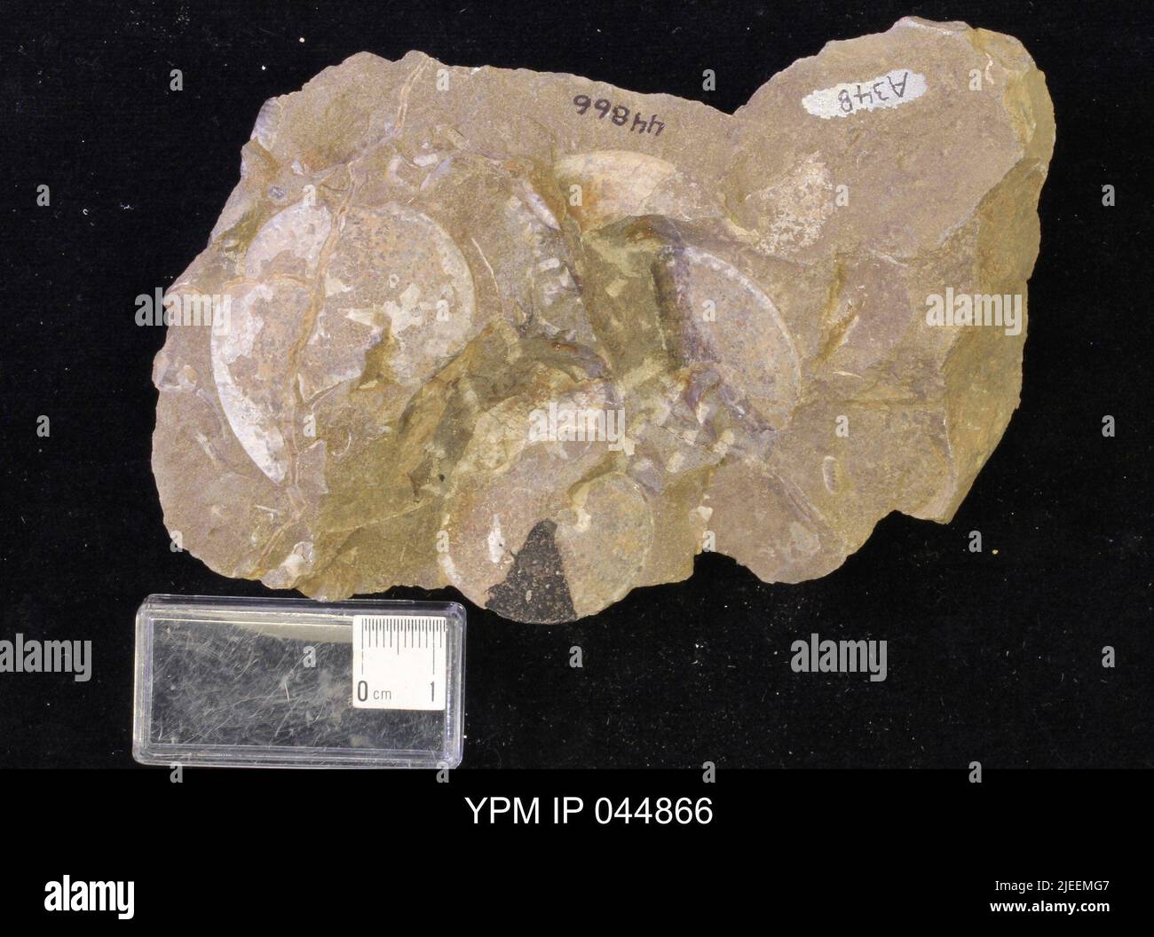 Sphenodiscus lenticularis owen animalia hi-res stock photography and ...