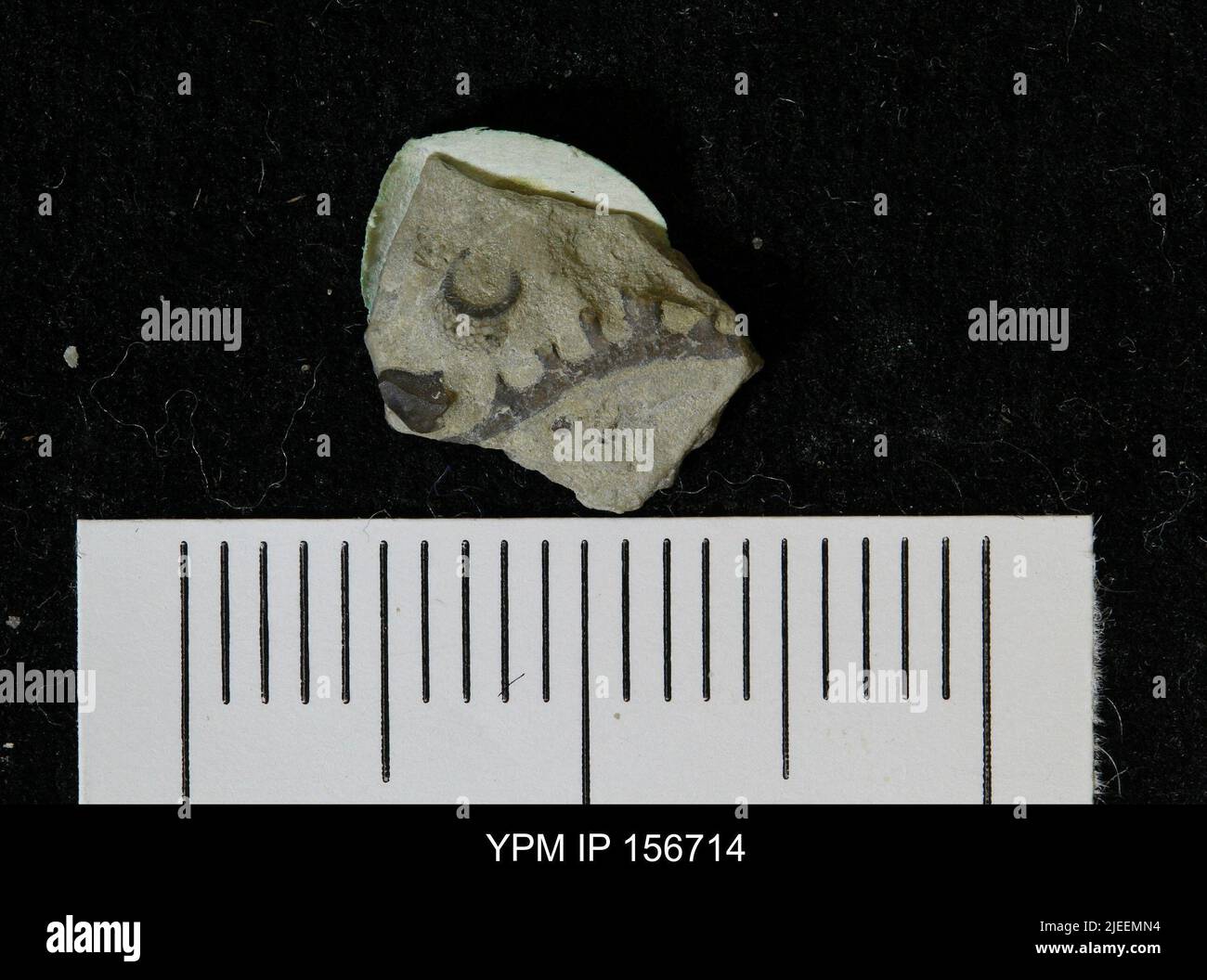 Acidaspis hi-res stock photography and images - Alamy