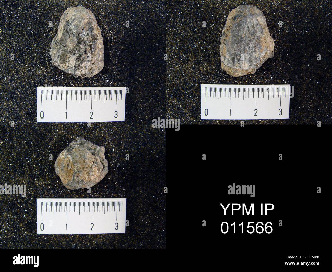 Avonia walcottiana costata king animalia hi-res stock photography and ...