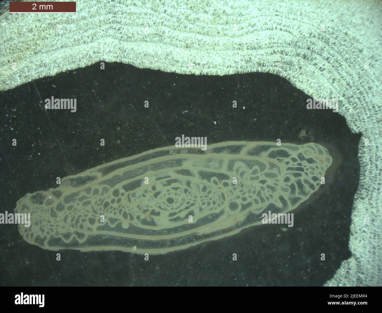 Triticites primarius Burma Stock Photo - Alamy
