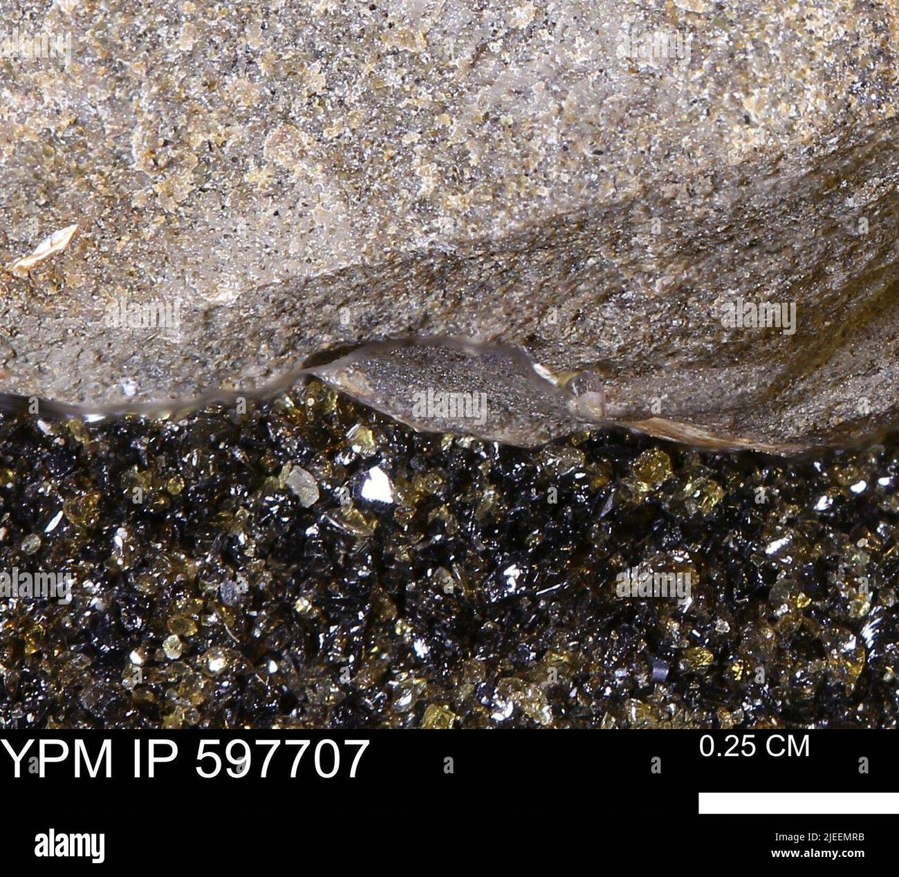 Internal and external shells hi-res stock photography and images - Alamy