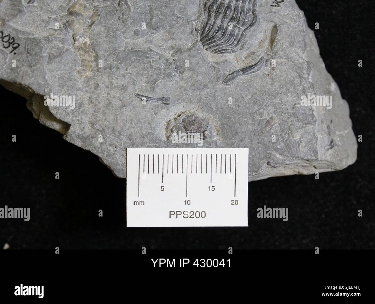 Eldredgeops rana (Green Stock Photo - Alamy