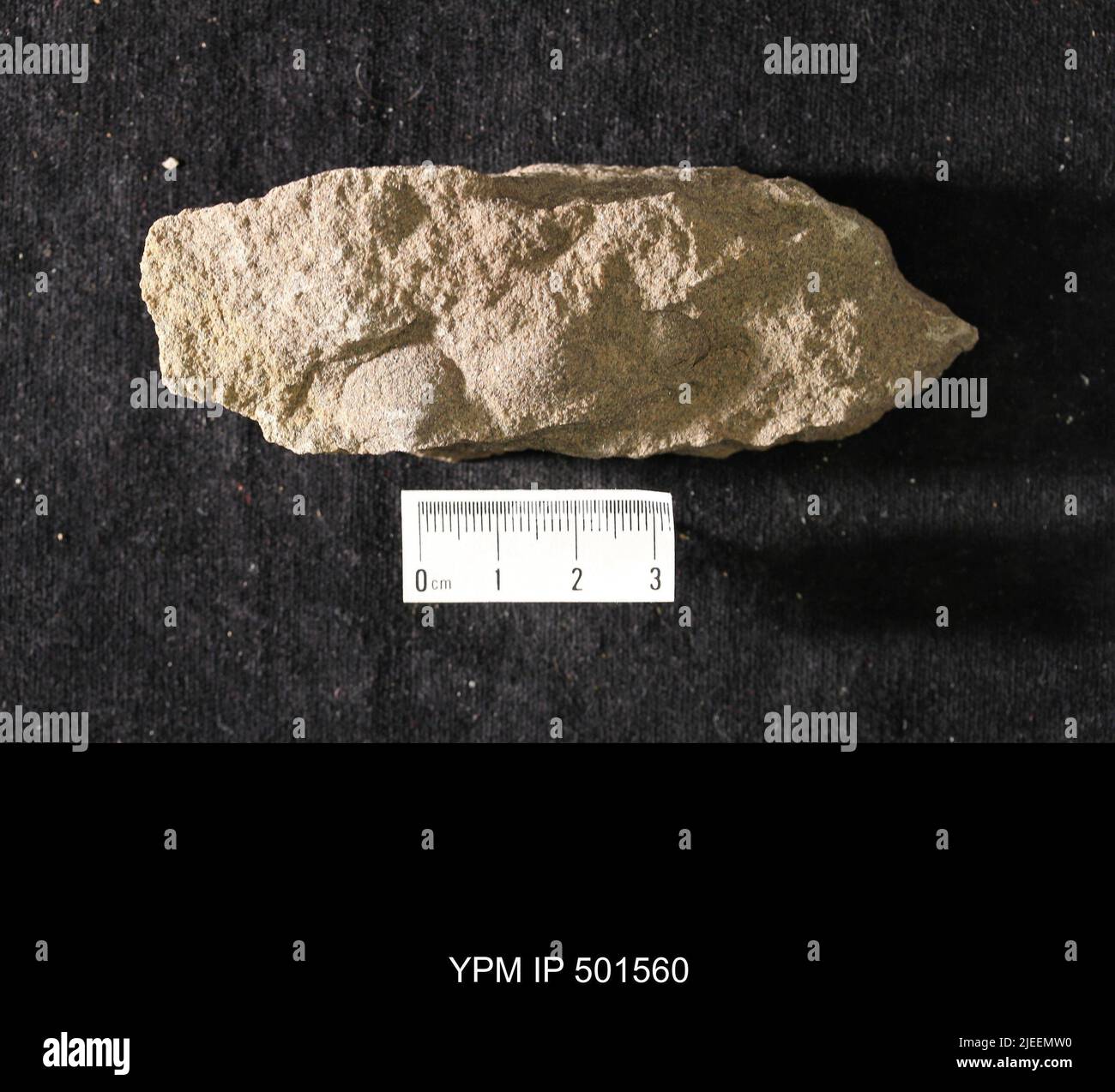 Astartella sp. (Conrad Stock Photo - Alamy