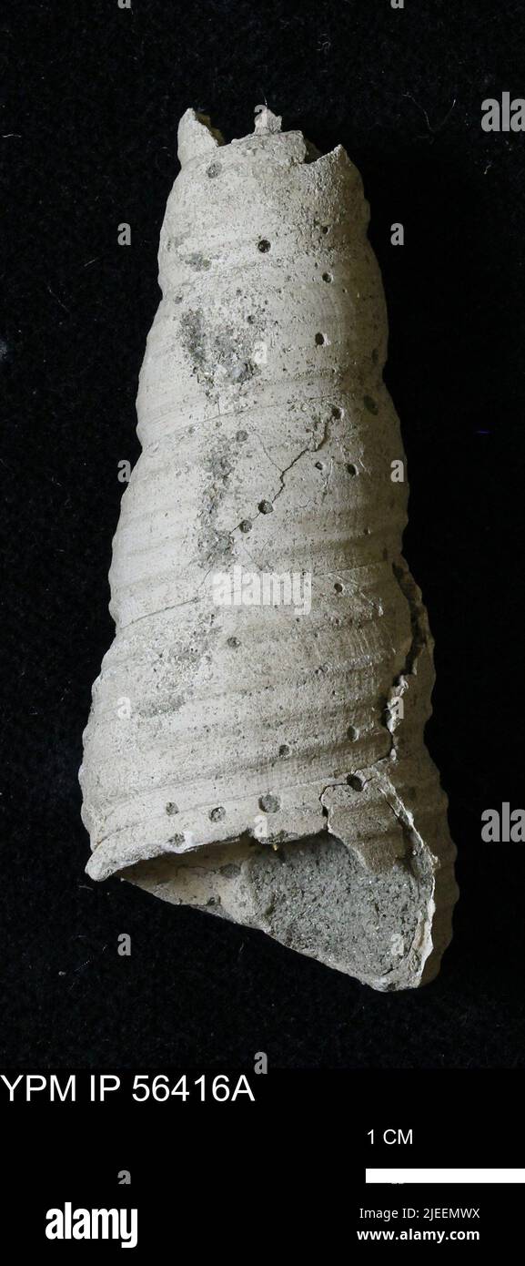 Turritella sp animalia hi-res stock photography and images - Alamy