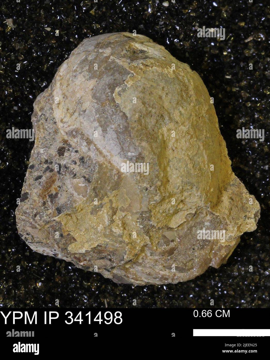 Scaphites hi-res stock photography and images - Alamy