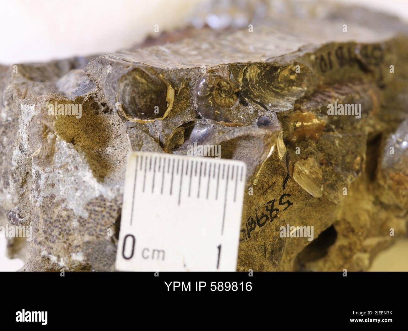 Hoploscaphites comprimus (Owen Stock Photo - Alamy