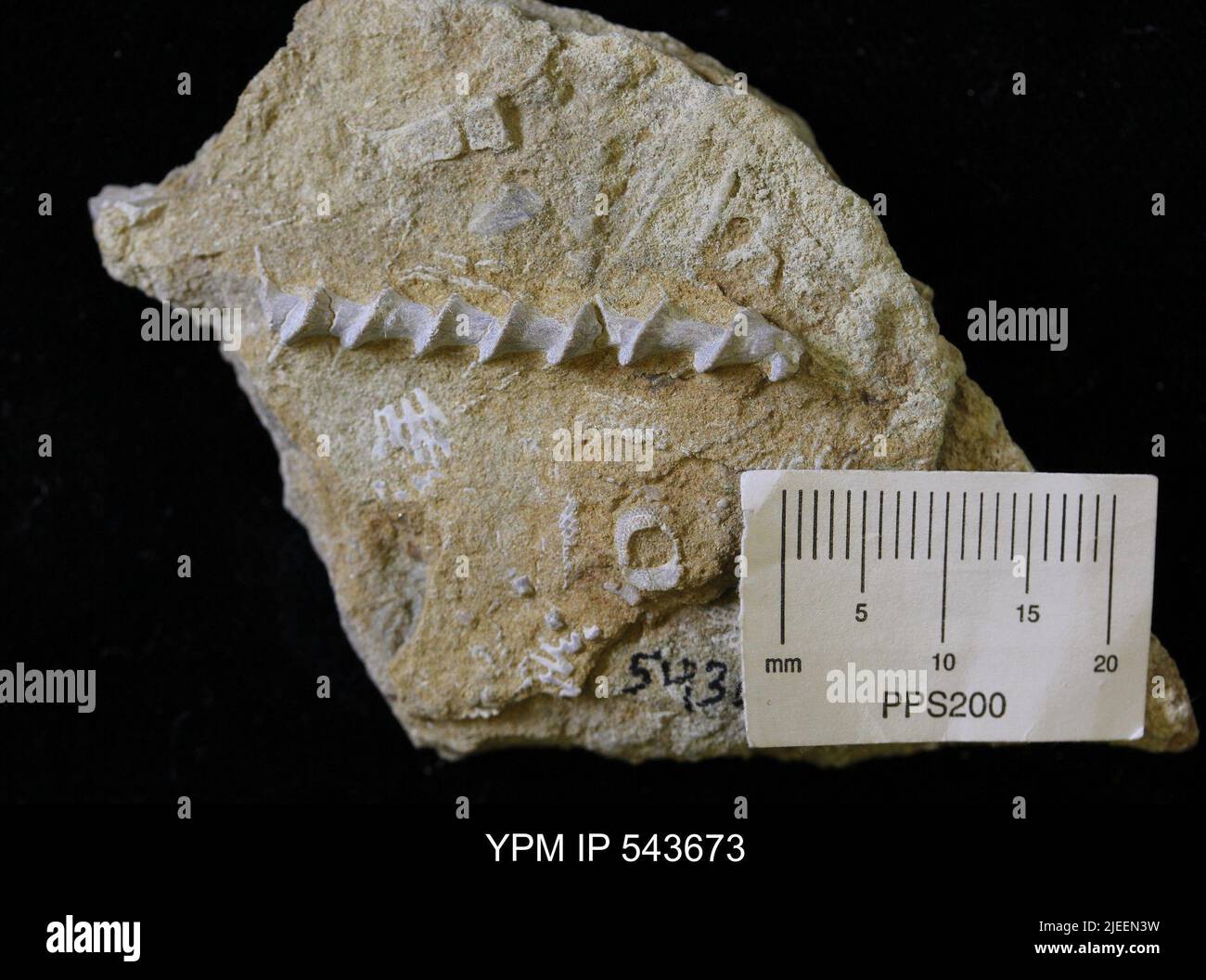 Archimedes sp animalia hi-res stock photography and images - Alamy