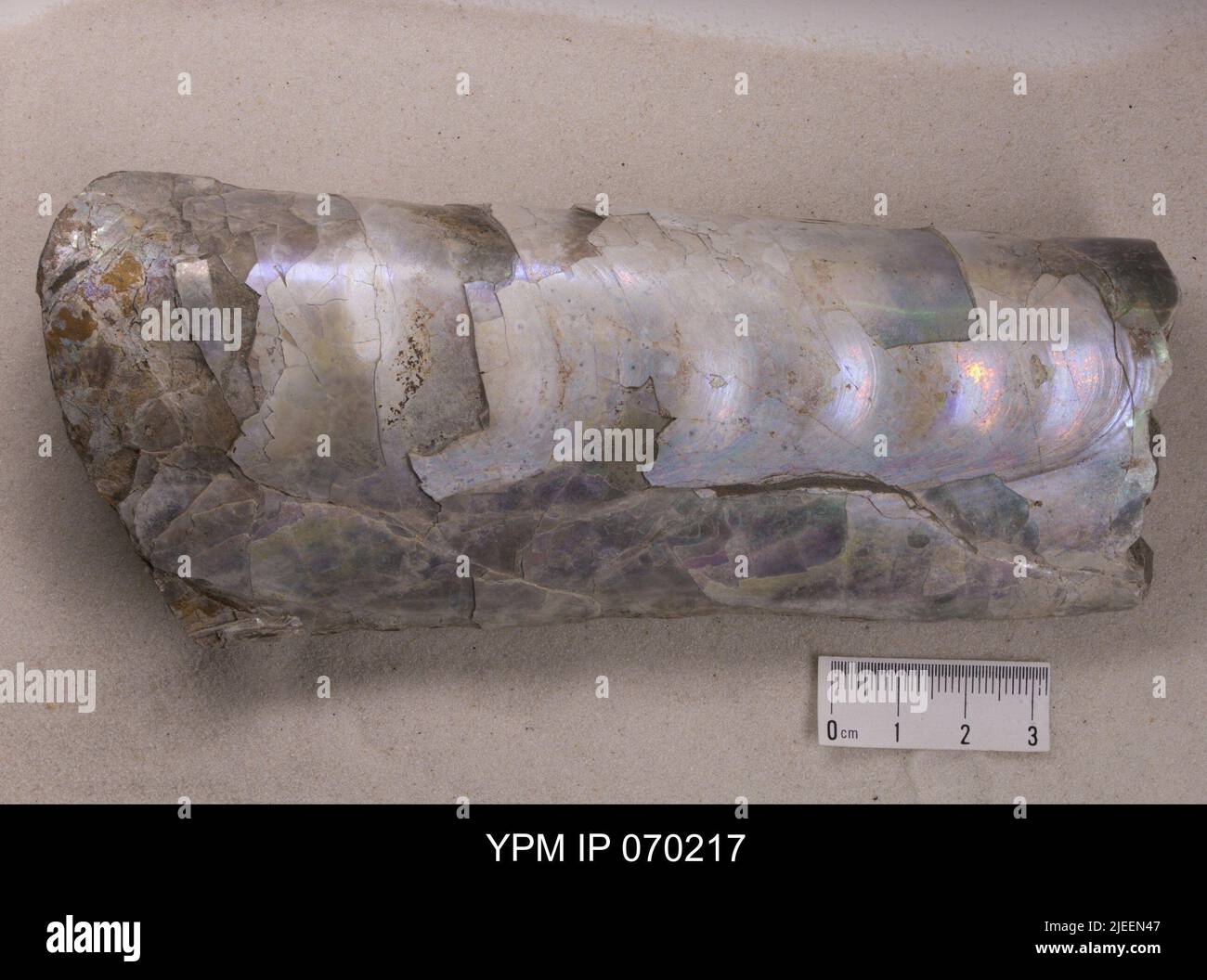 Baculites compressus Say Stock Photo - Alamy