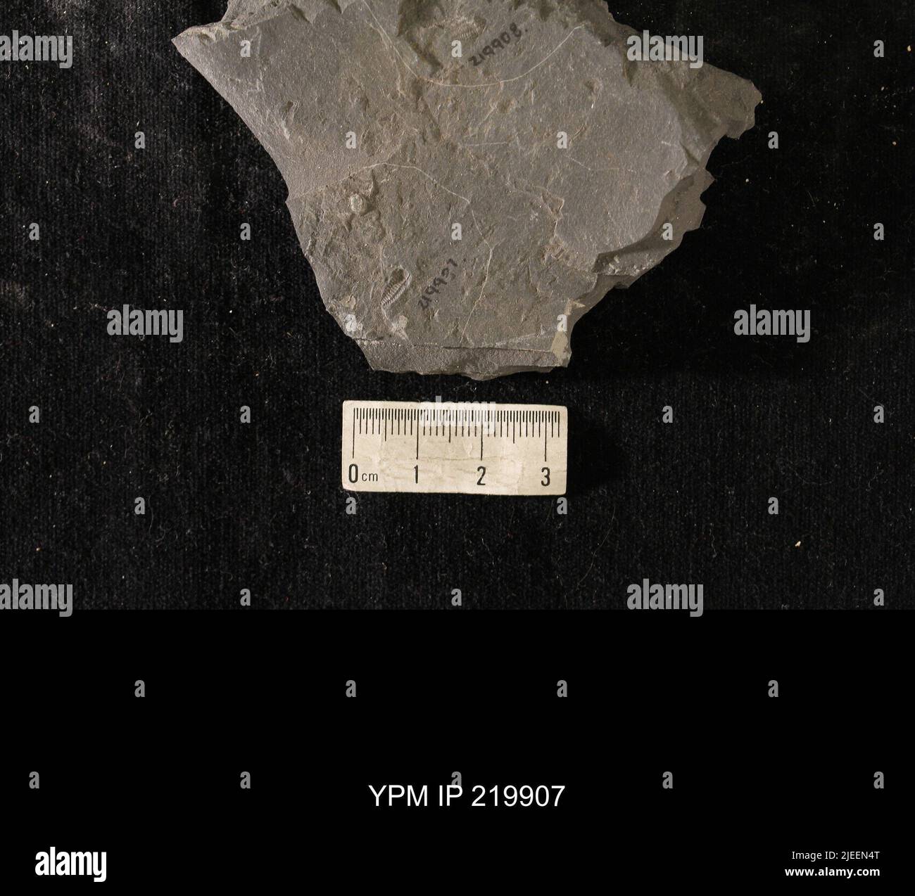 Triarthrus eatoni (Hall, 1838 Stock Photo - Alamy